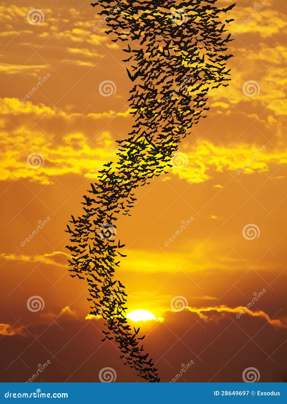 Bats flying againt sun stock image. Image of halloween - 28649697
