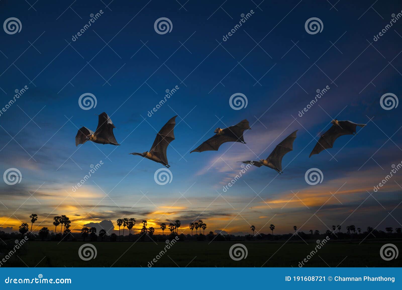 Bats flying in the evening stock image. Image of sunset - 191608721