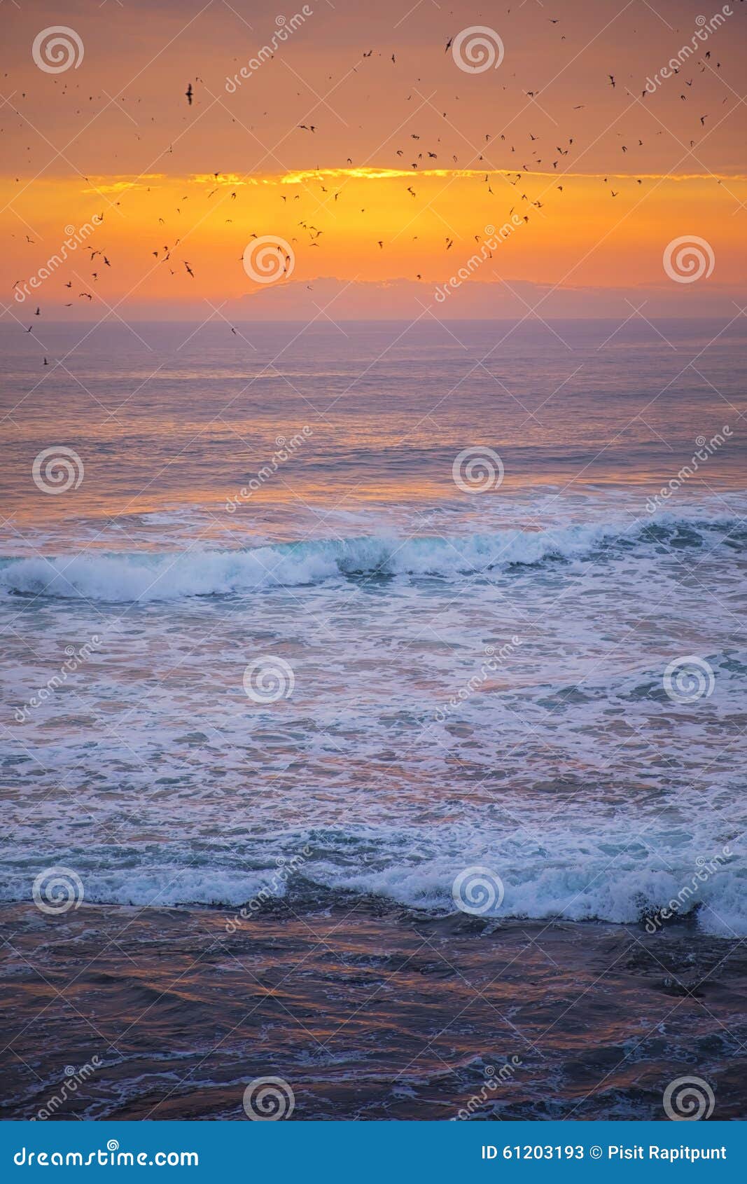 Bats Flying Over the Sea Bali ,Indonesia. Stock Image - Image of mammal ...