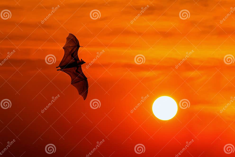 Bats flying at sunset stock photo. Image of light, horrible - 65298428