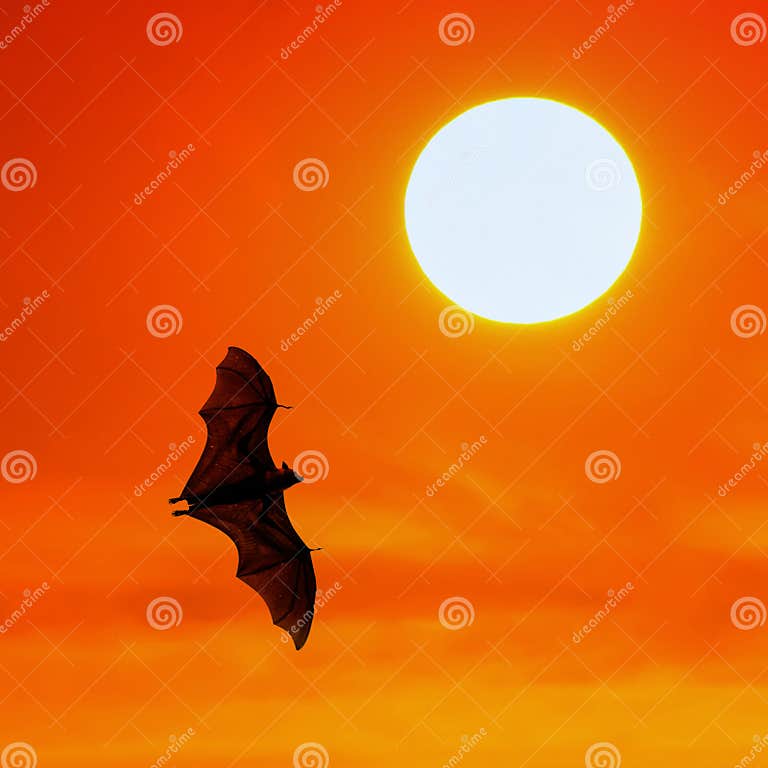 Bats flying at sunset stock photo. Image of crowd, cloud - 65299664