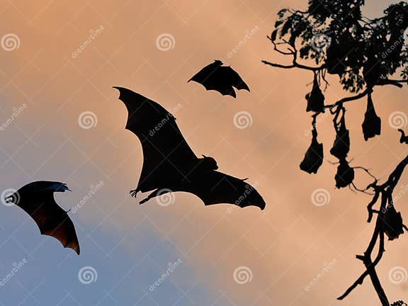 Bats flying at sunset stock photo. Image of crowd, million - 34635908