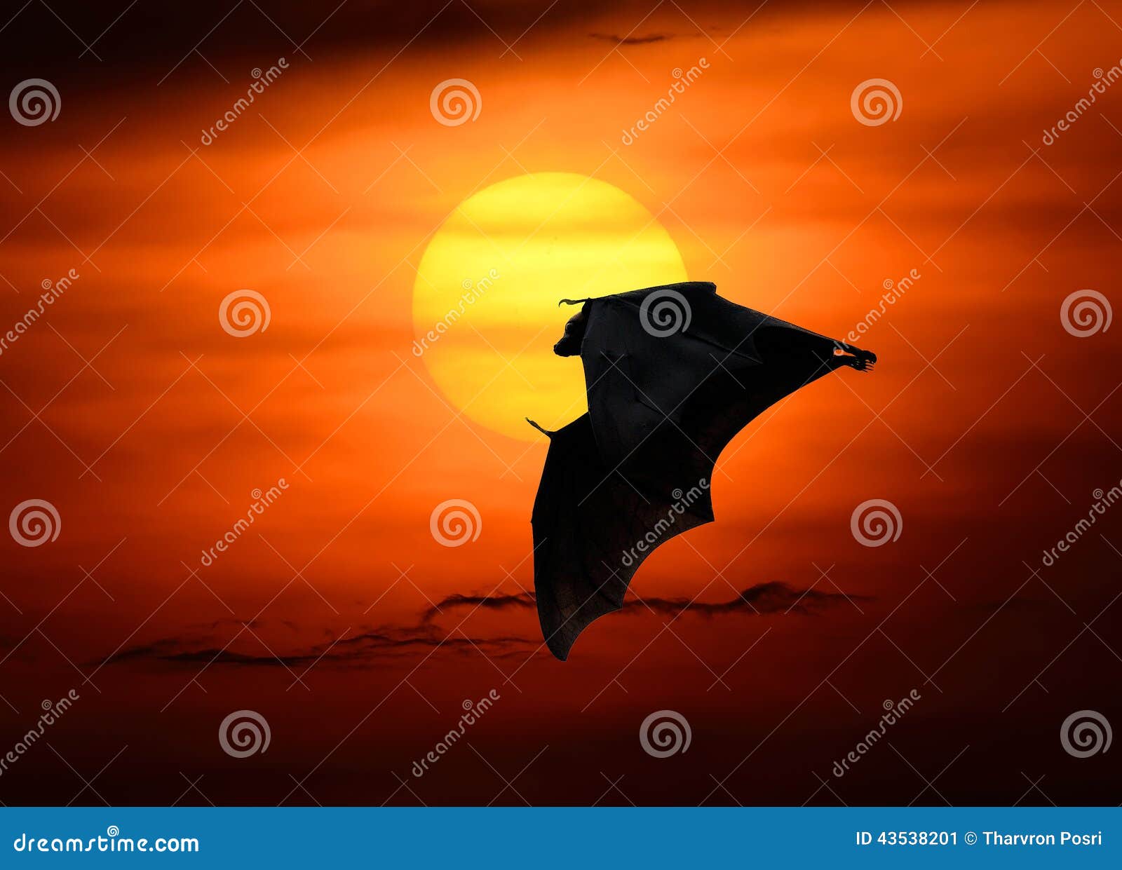 Bats flying at sunset stock image. Image of crowd, evening - 43538201