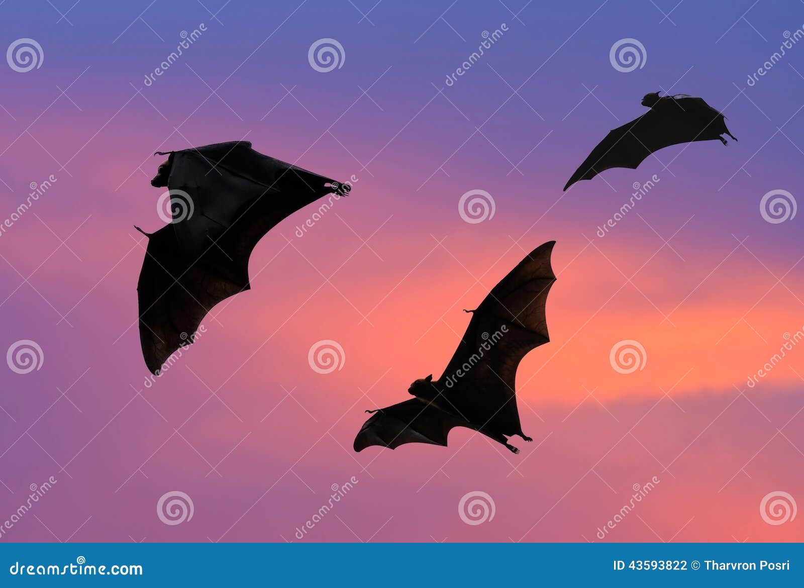 Bats flying at sunset stock photo. Image of morning, nocturnal - 43593822