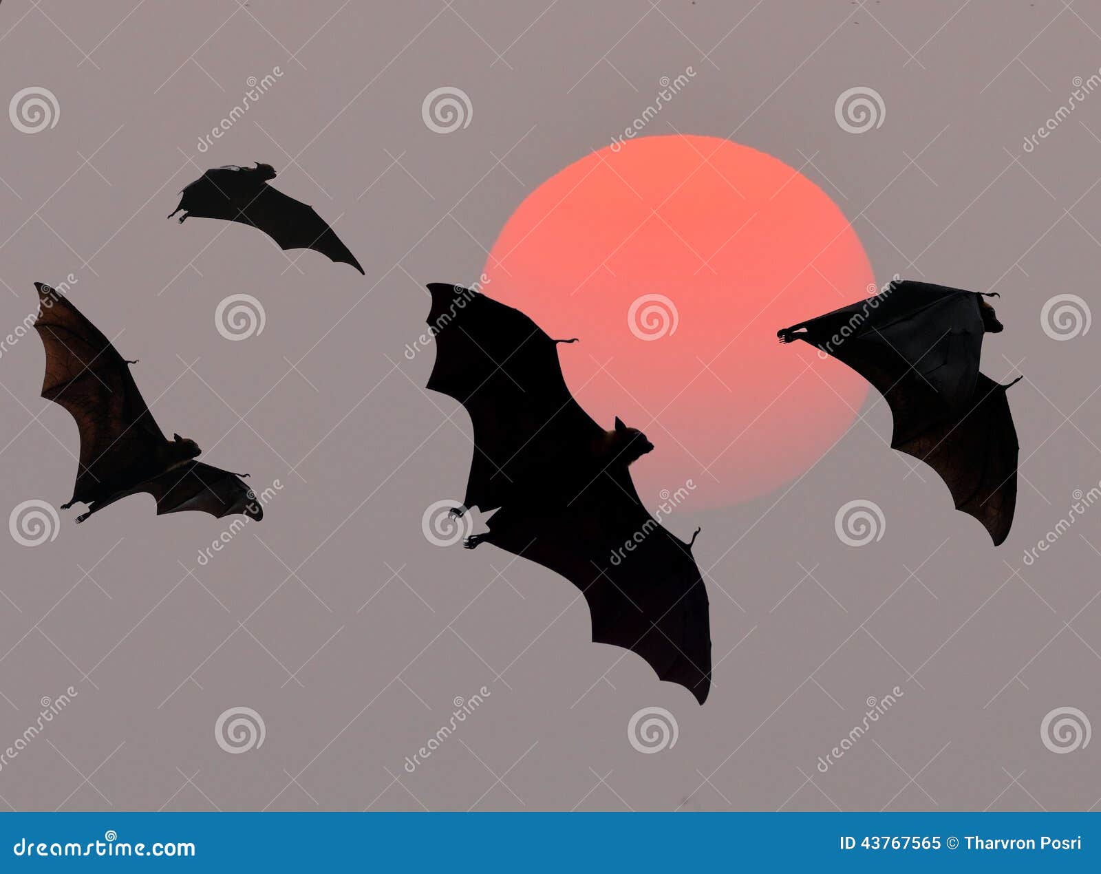 Bats flying at sunset stock image. Image of flight, cloudy - 43767565