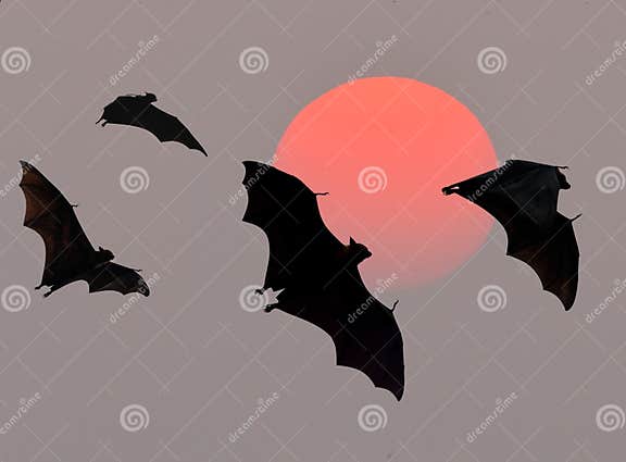 Bats flying at sunset stock image. Image of flight, cloudy - 43767565