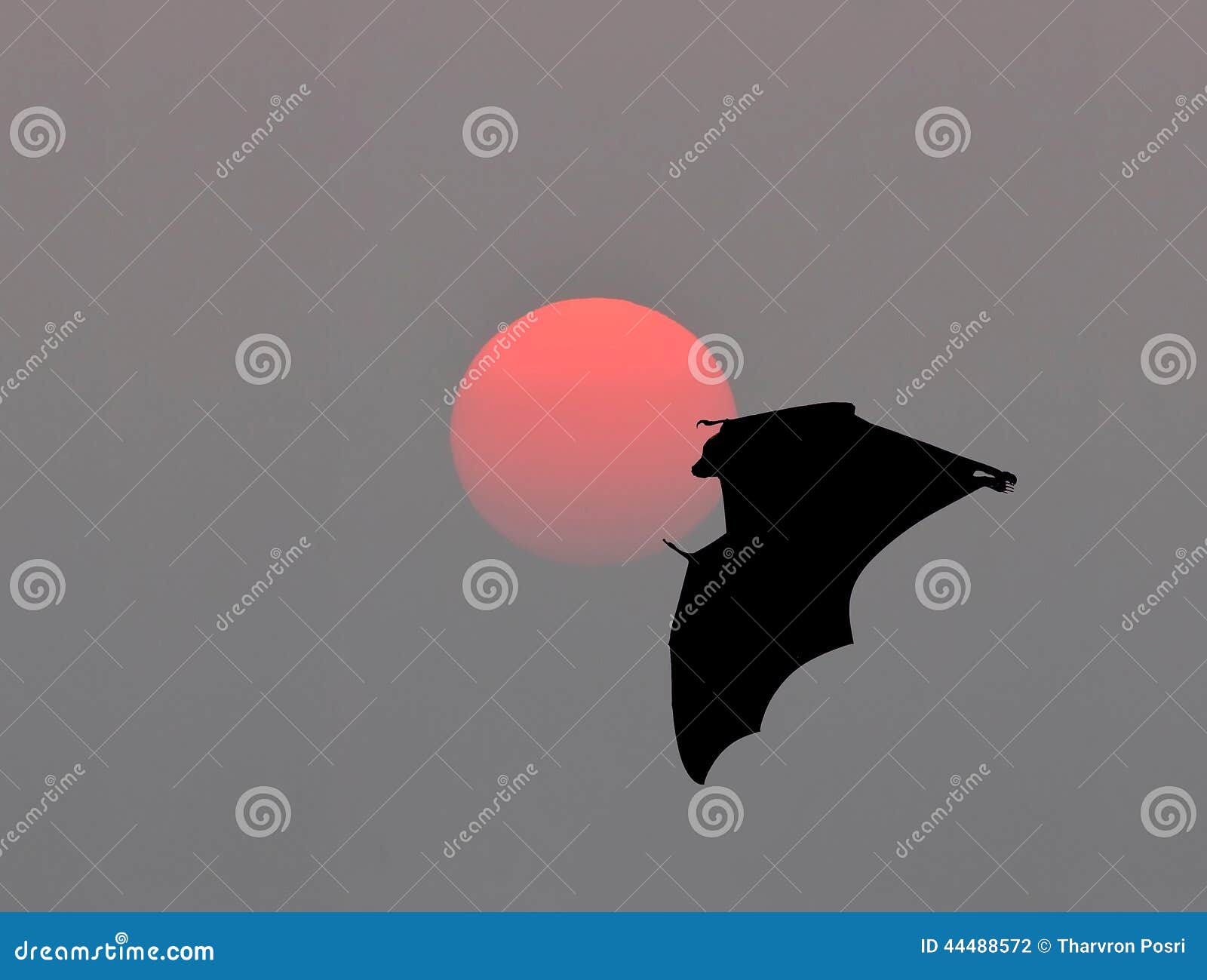 Bats flying at sunset stock photo. Image of cloudy, halloween - 44488572
