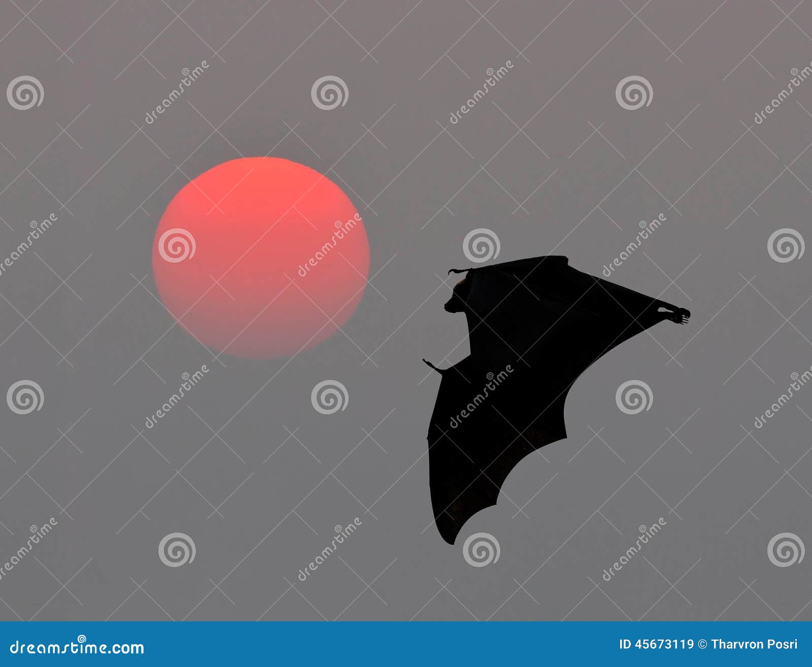Bats flying at sunset stock image. Image of dramatic - 45673119