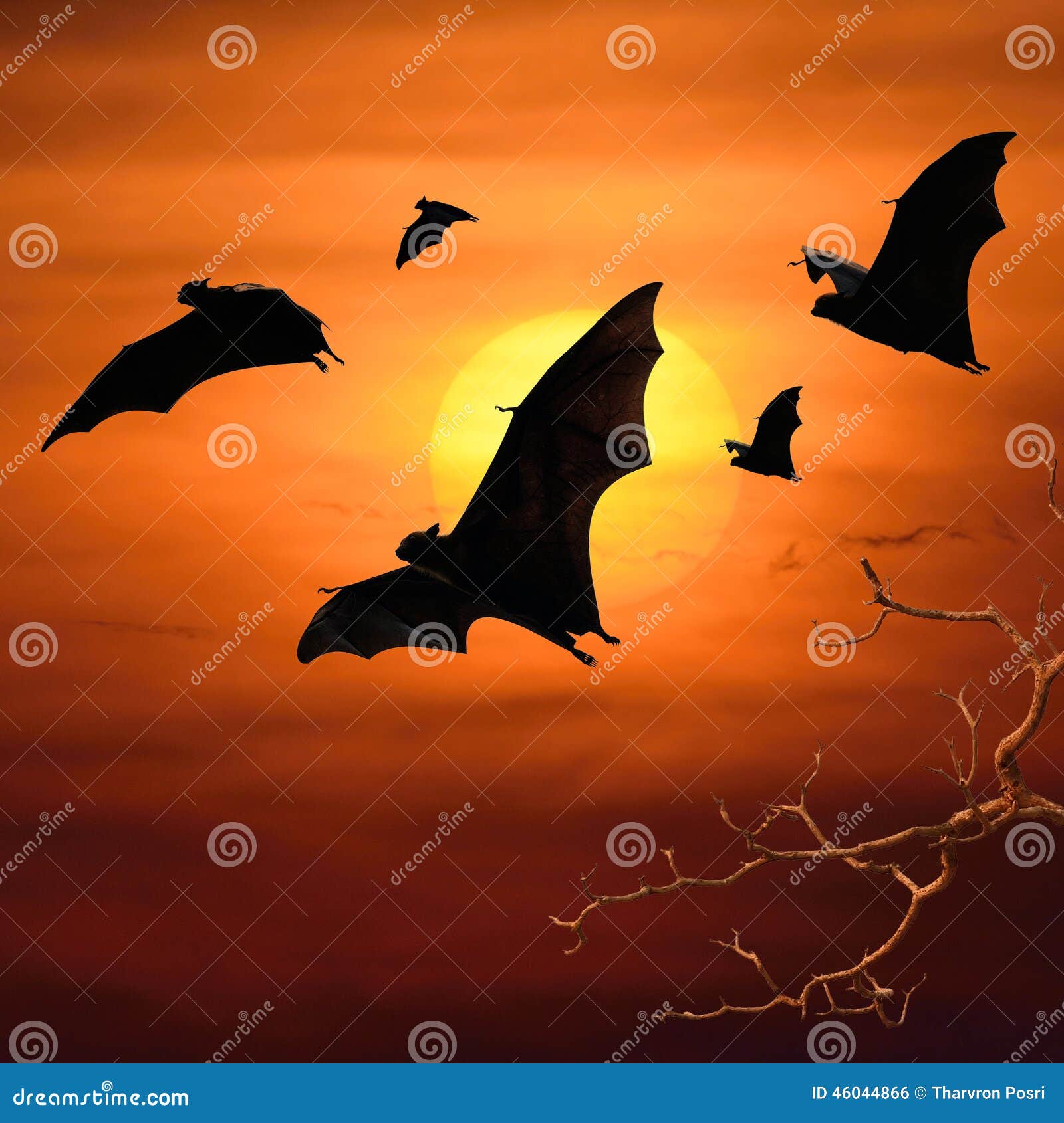 Bats Flying Sunset Stock Photos - Download 196 Royalty Free Photos