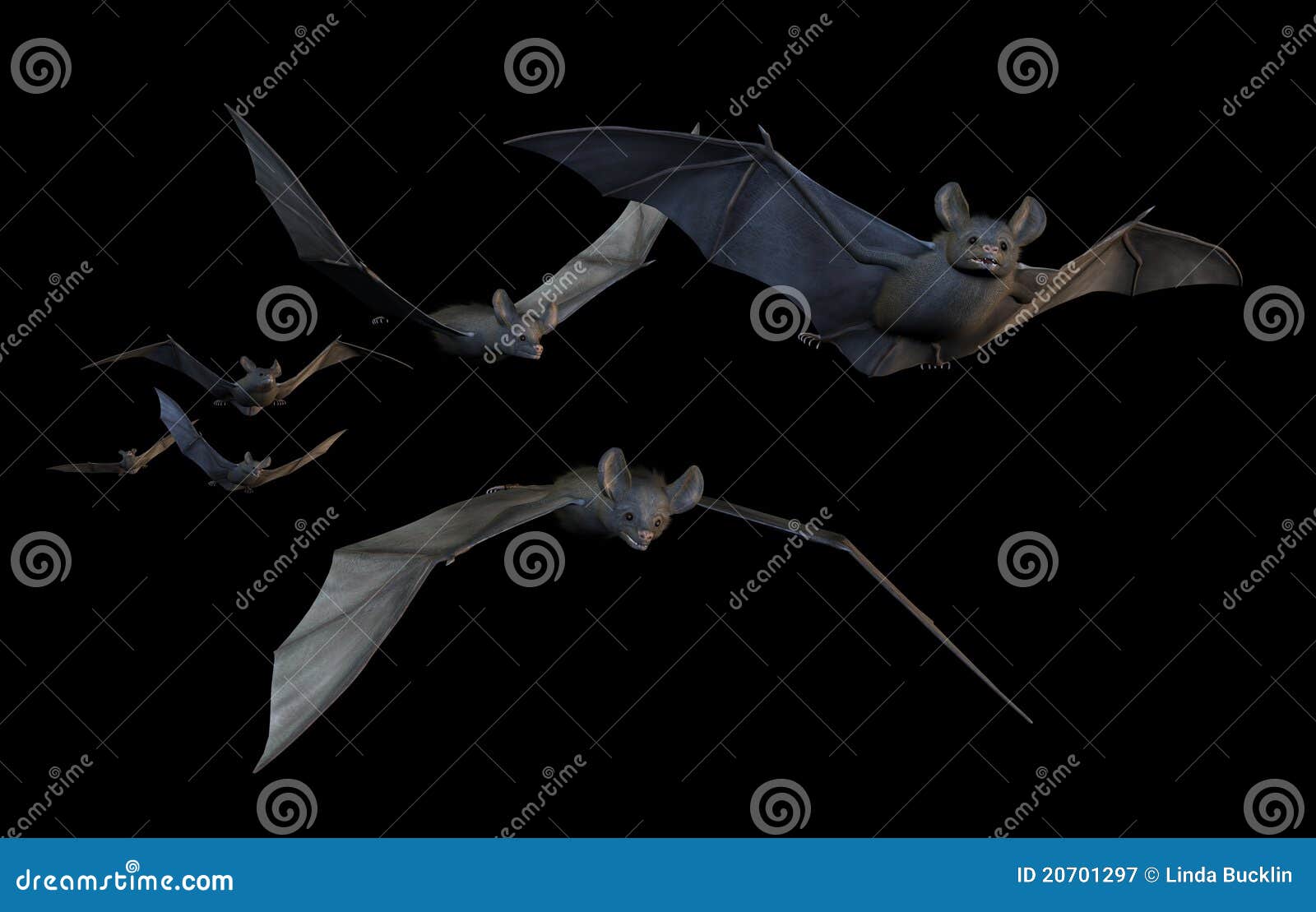 Bats Flying - on White stock illustration. Illustration of black - 20701297