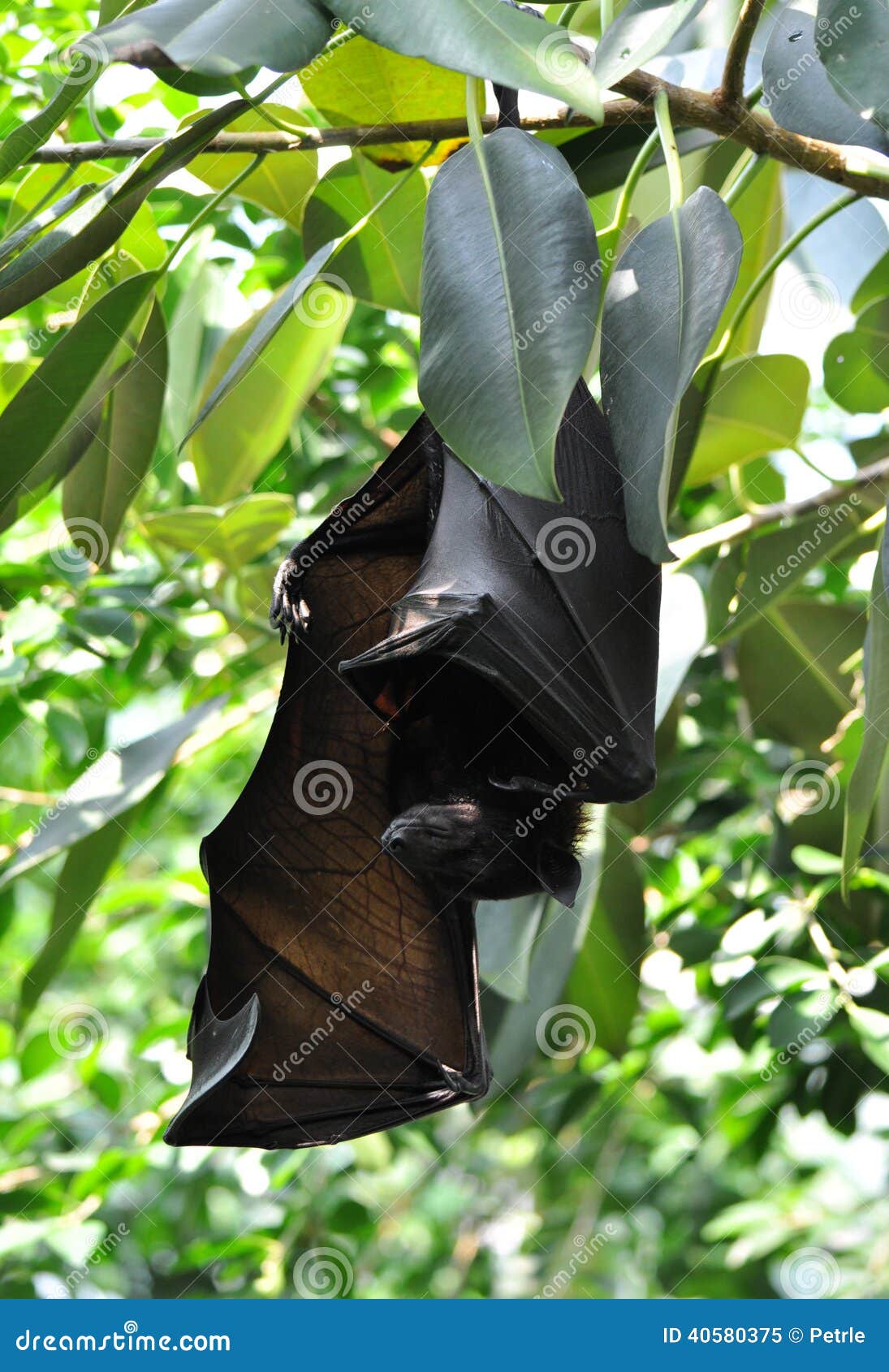 Bats in the forest stock image. Image of wing, macro - 40580375