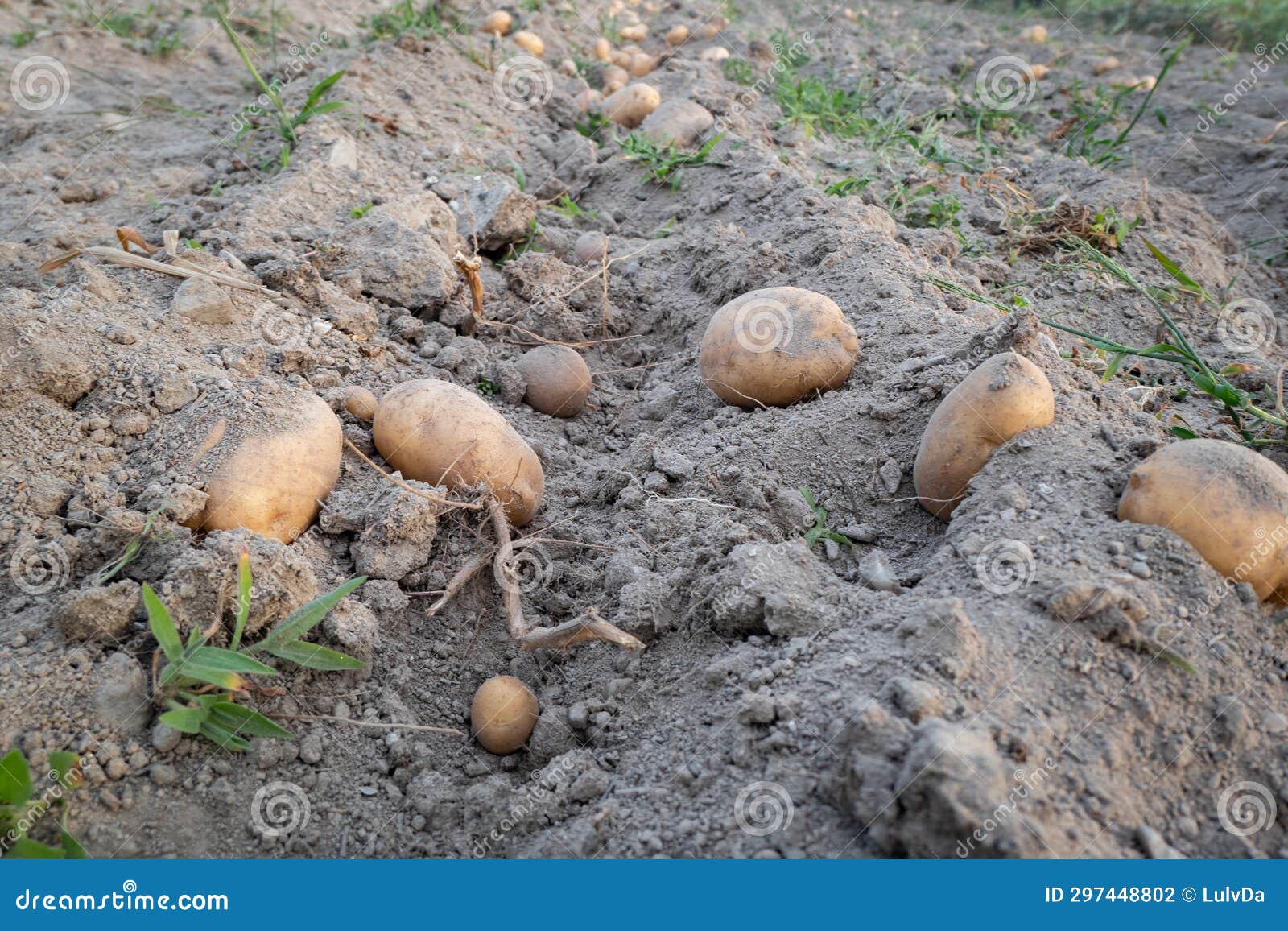 The potato harvest stock photo. Image of farms, agricultural - 297448802