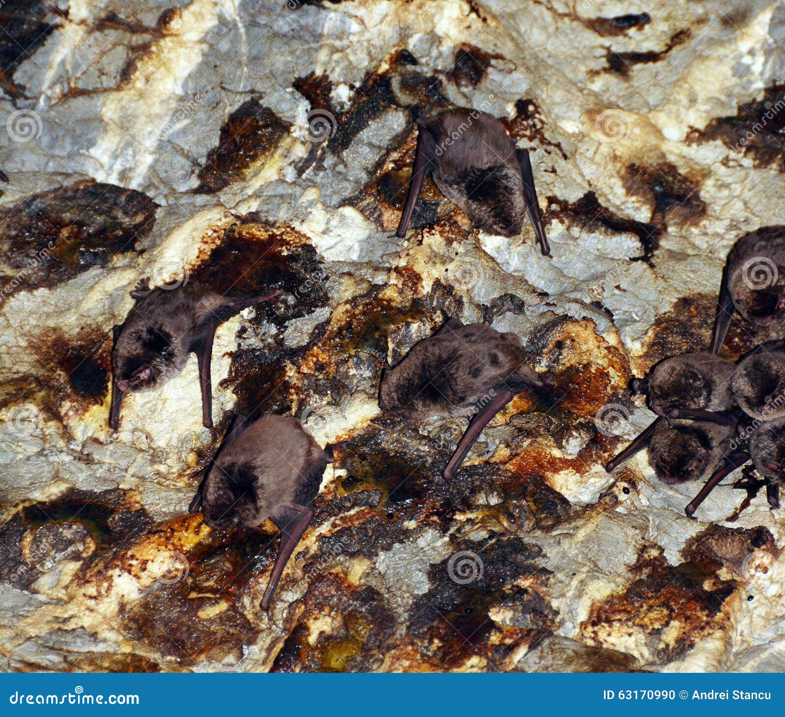 Bats hanging stock photo. Image of greater, eared, dracula - 63170990