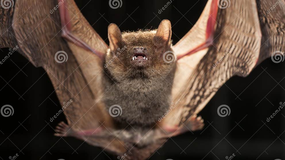 Bats stock photo. Image of vitality, details, tooth, close - 44494260