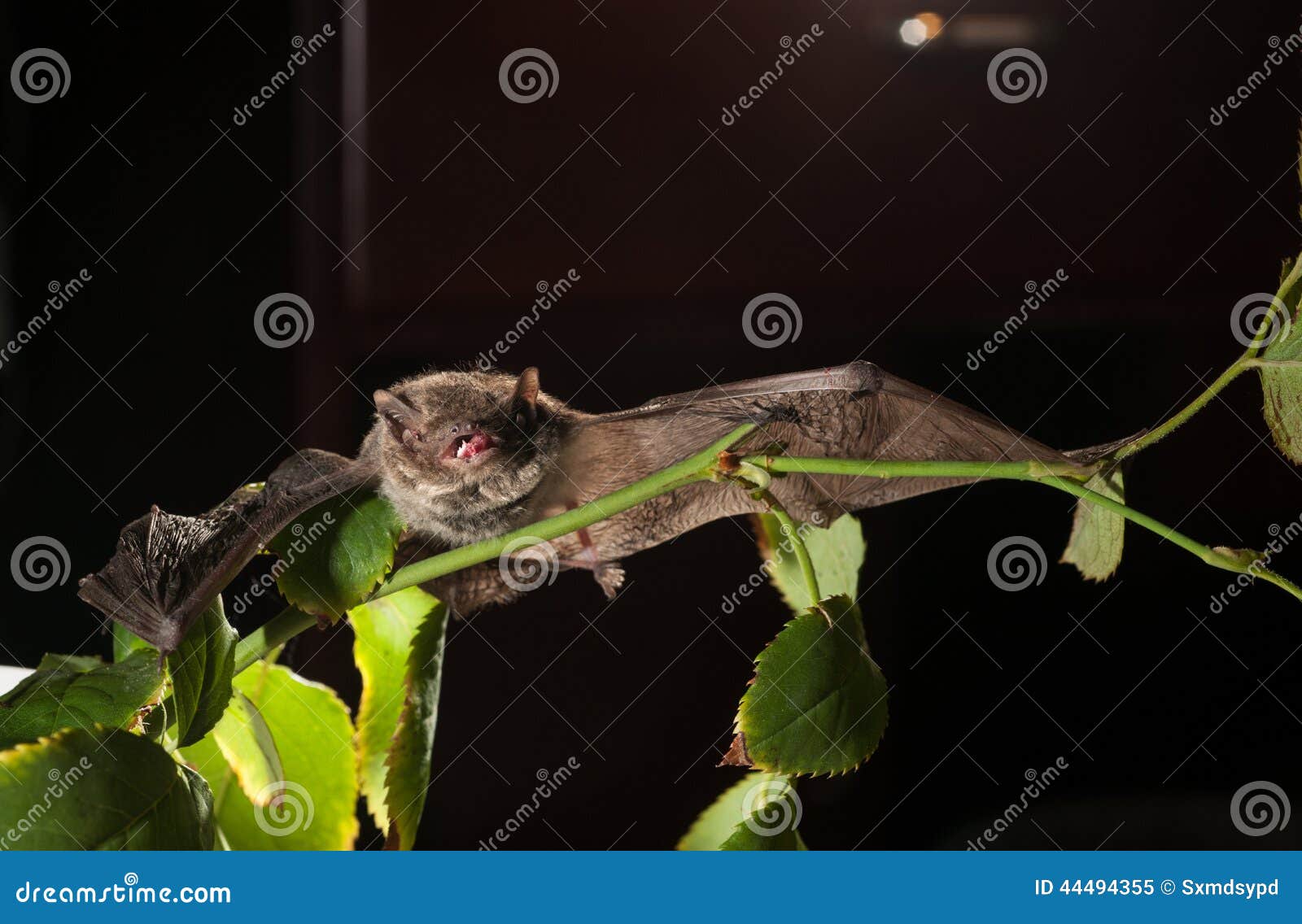 Bats stock image. Image of insect, vitality, skills, details - 44494355