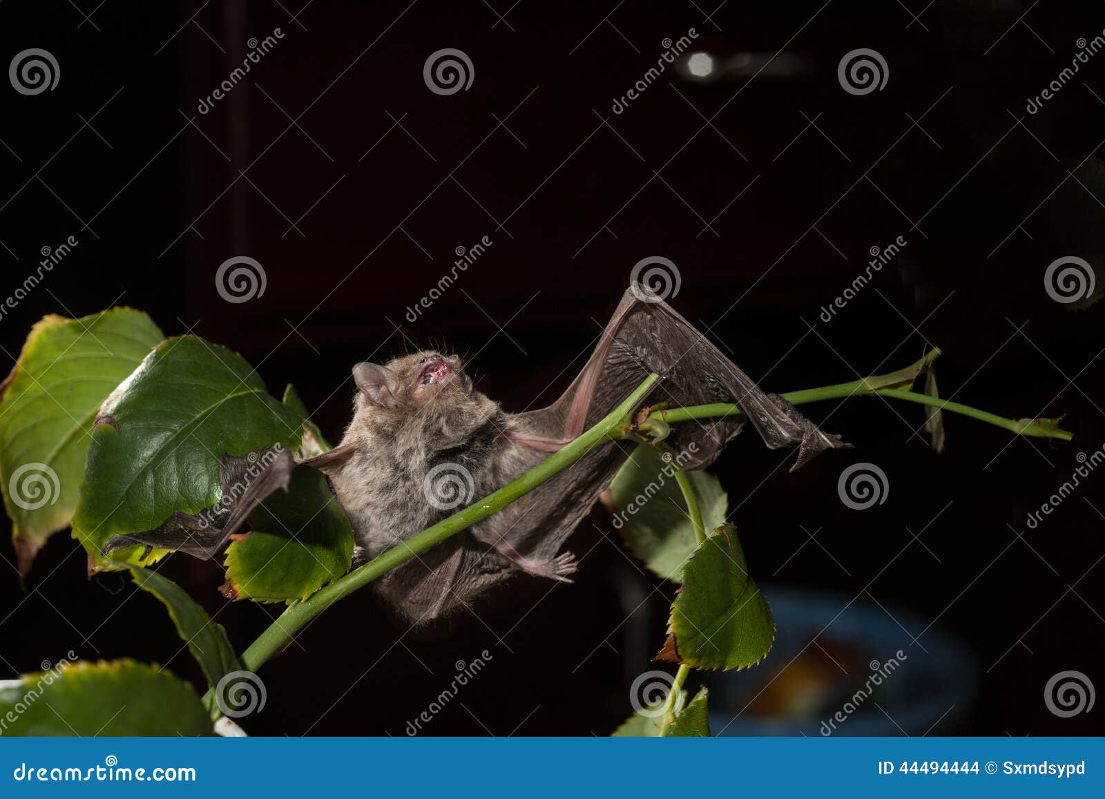 Bats stock photo. Image of wings, details, vitality, organism - 44494444