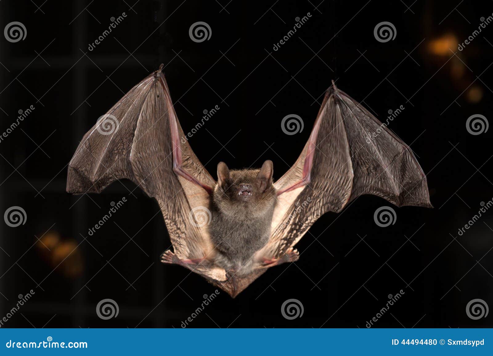 Bats stock photo. Image of mammal, details, fauna, wildlife - 44494480