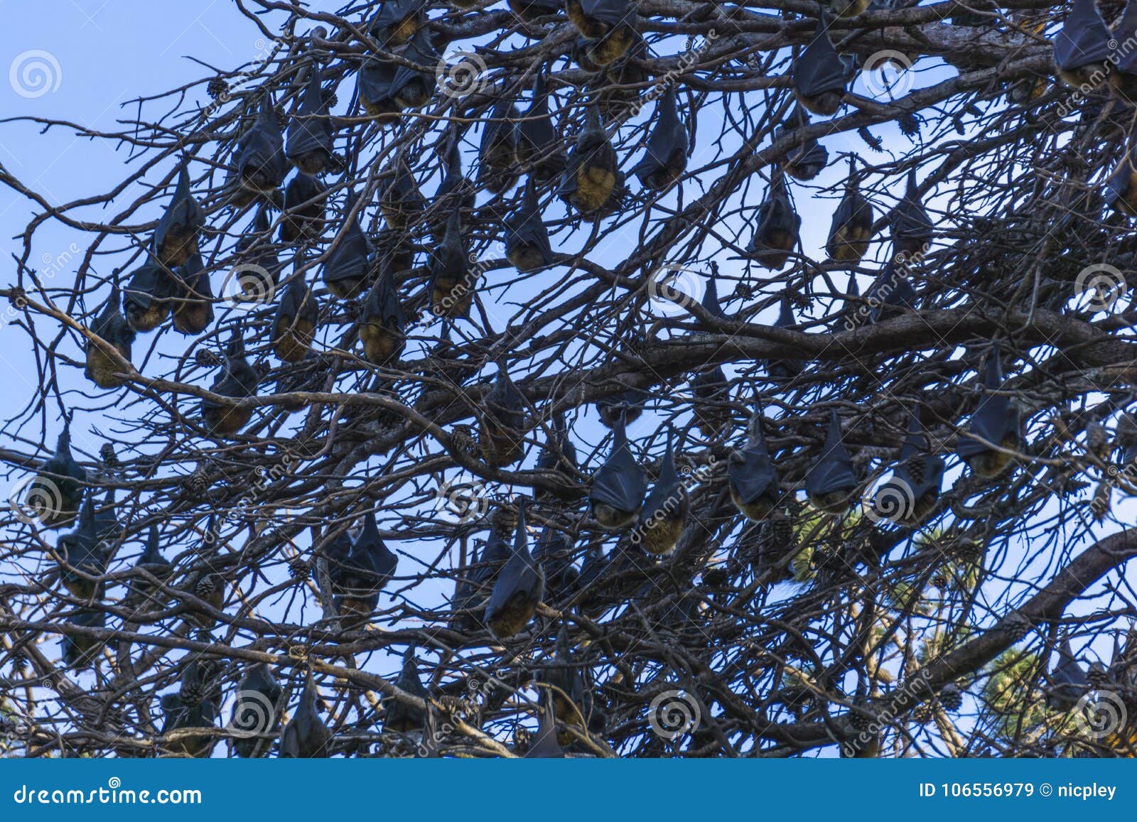 Bats Just Hanging Out in Tree Stock Image - Image of lighthouse ...