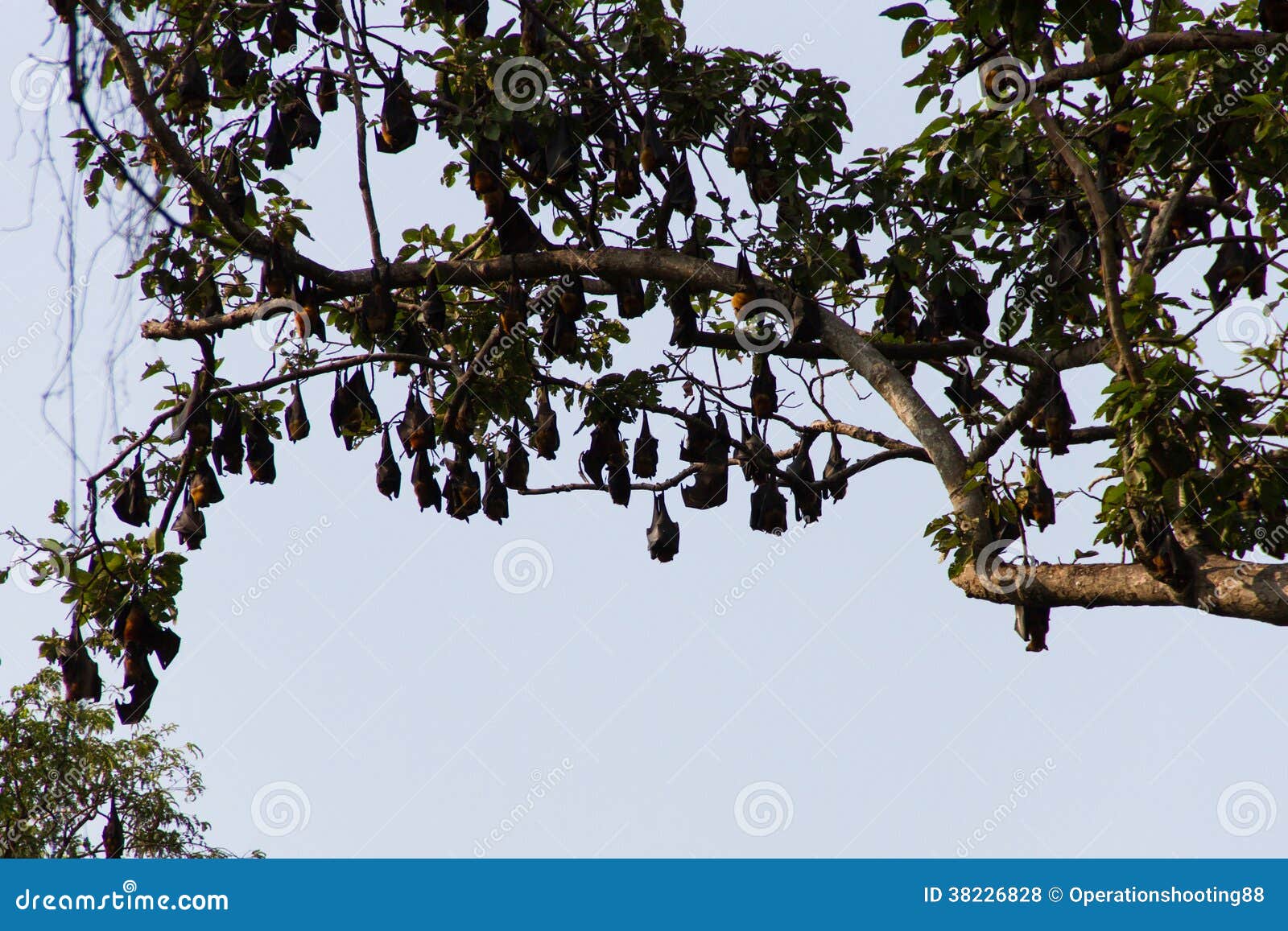 Bats perch on branches stock photo. Image of hang, dark - 38226828