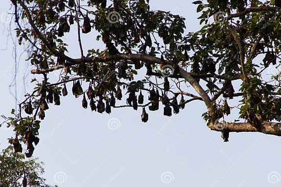 Bats perch on branches stock photo. Image of hang, dark - 38226828