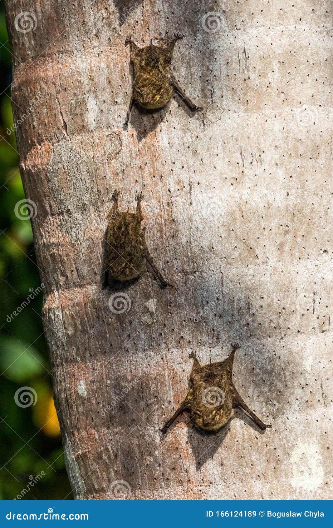 Bats & X28;Rhynchonycteris Naso& X29; on a Tree at the Lake of Sandoval ...