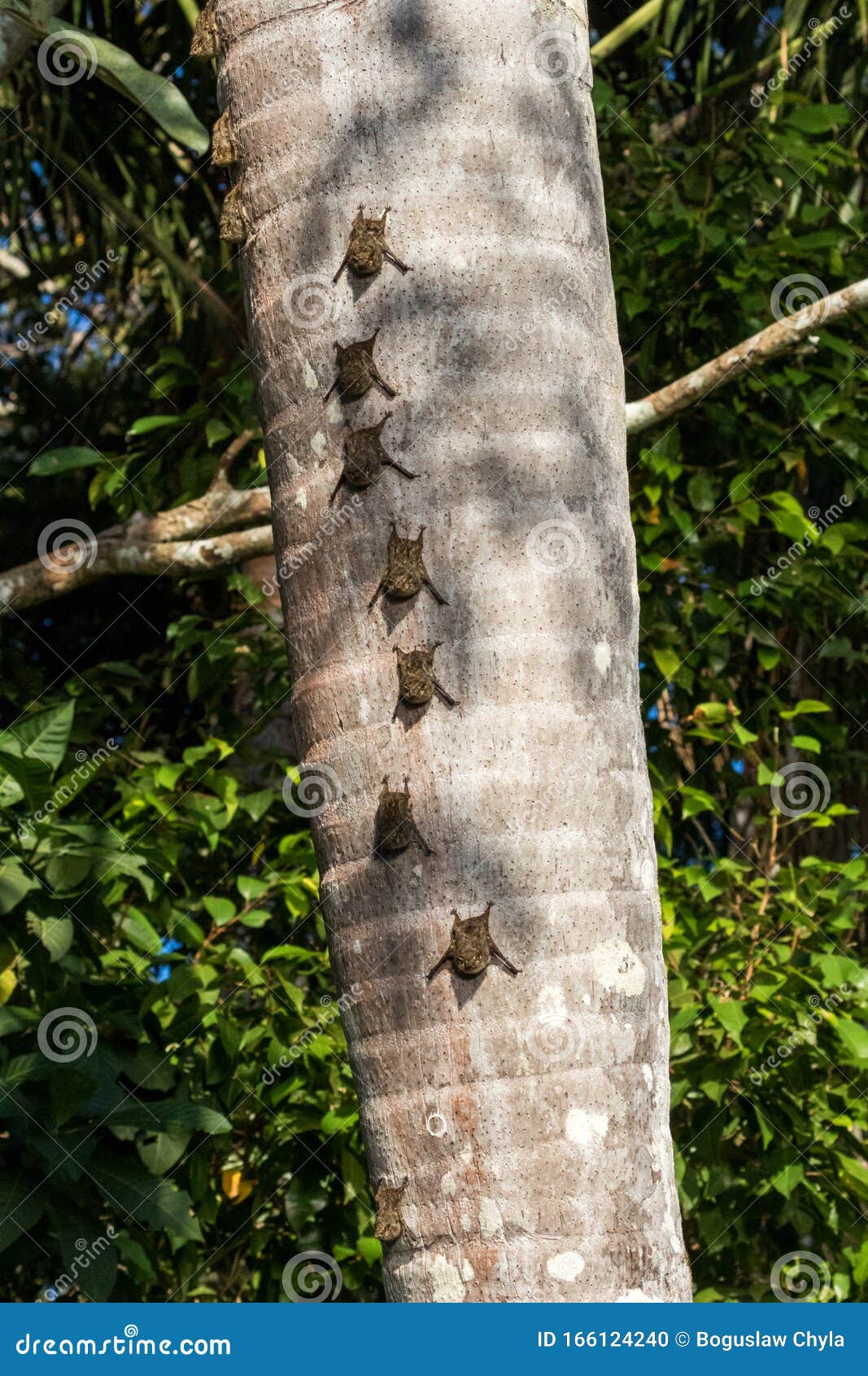 Bats & X28;Rhynchonycteris Naso& X29; on a Tree at the Lake of Sandoval ...