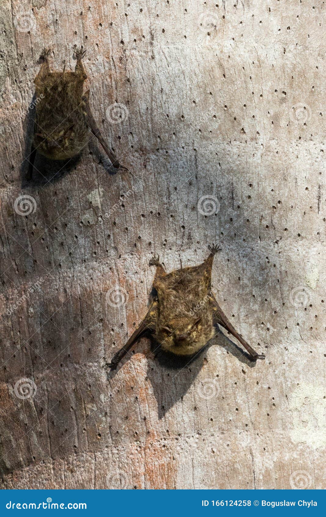 Bats & X28;Rhynchonycteris Naso& X29; on a Tree at the Lake of Sandoval ...