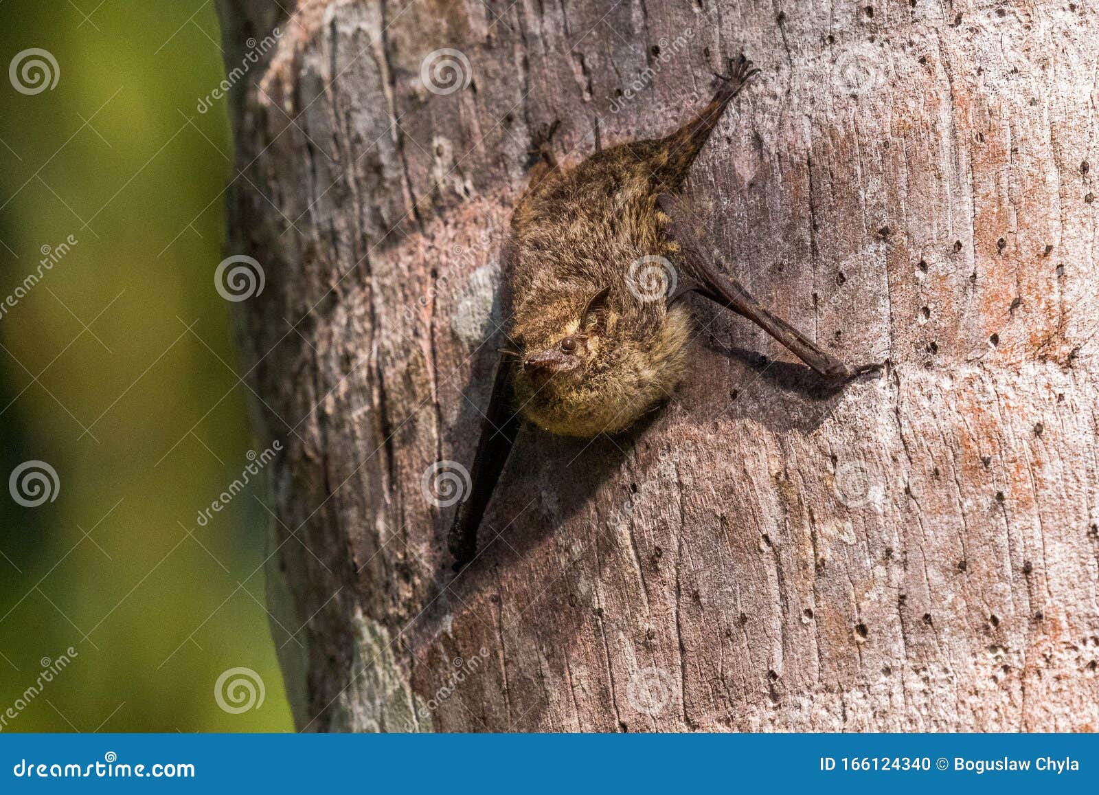 Bats & X28;Rhynchonycteris Naso& X29; on a Tree at the Lake of Sandoval ...