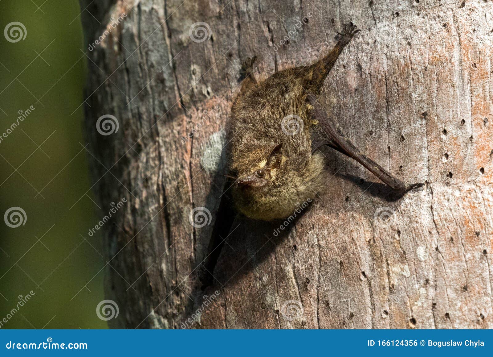 Bats & X28;Rhynchonycteris Naso& X29; on a Tree at the Lake of Sandoval ...