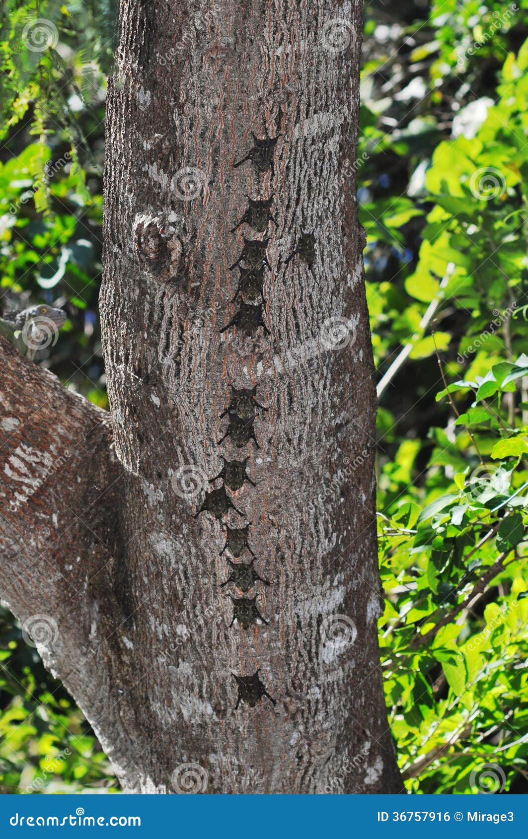 Bats in a Row on Tree Trunk Stock Photo - Image of formation, naso ...
