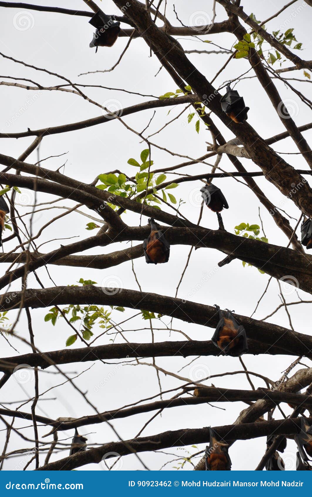 Bats sleep stock photo. Image of tree, horn, group, cage - 90923462