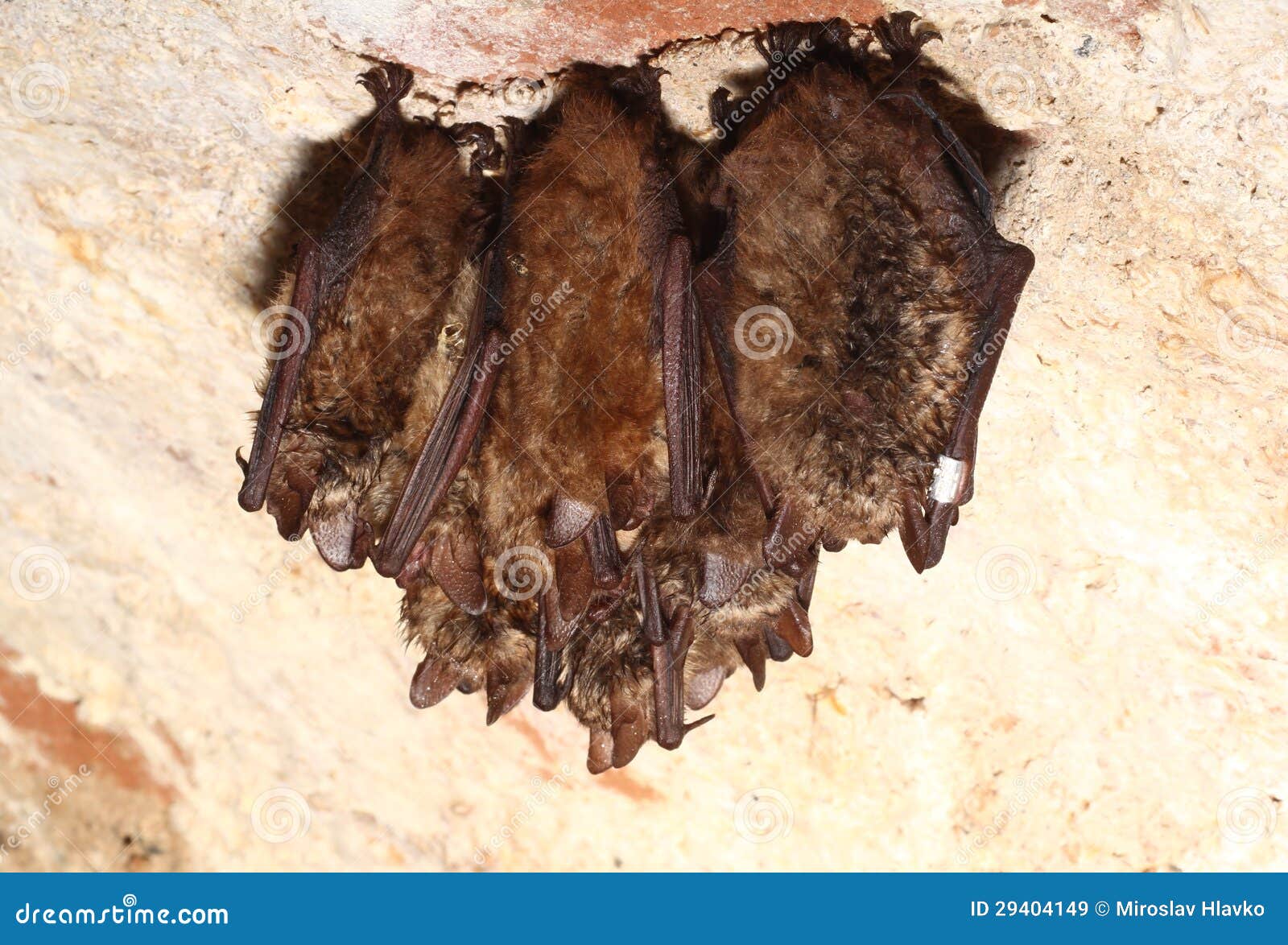 Bats sleeping stock image. Image of cellar, darkness - 29404149