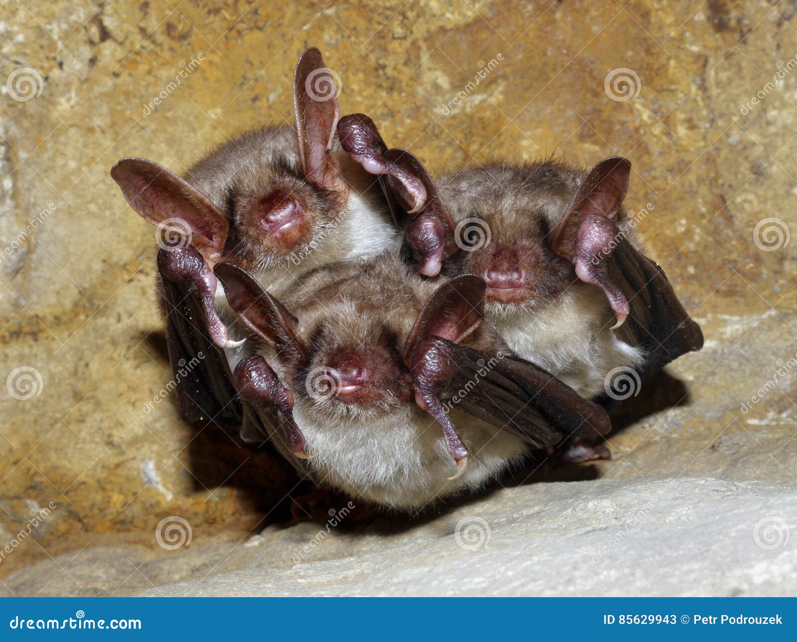 Bats sleeping in a cave stock image. Image of wildlife - 85629943