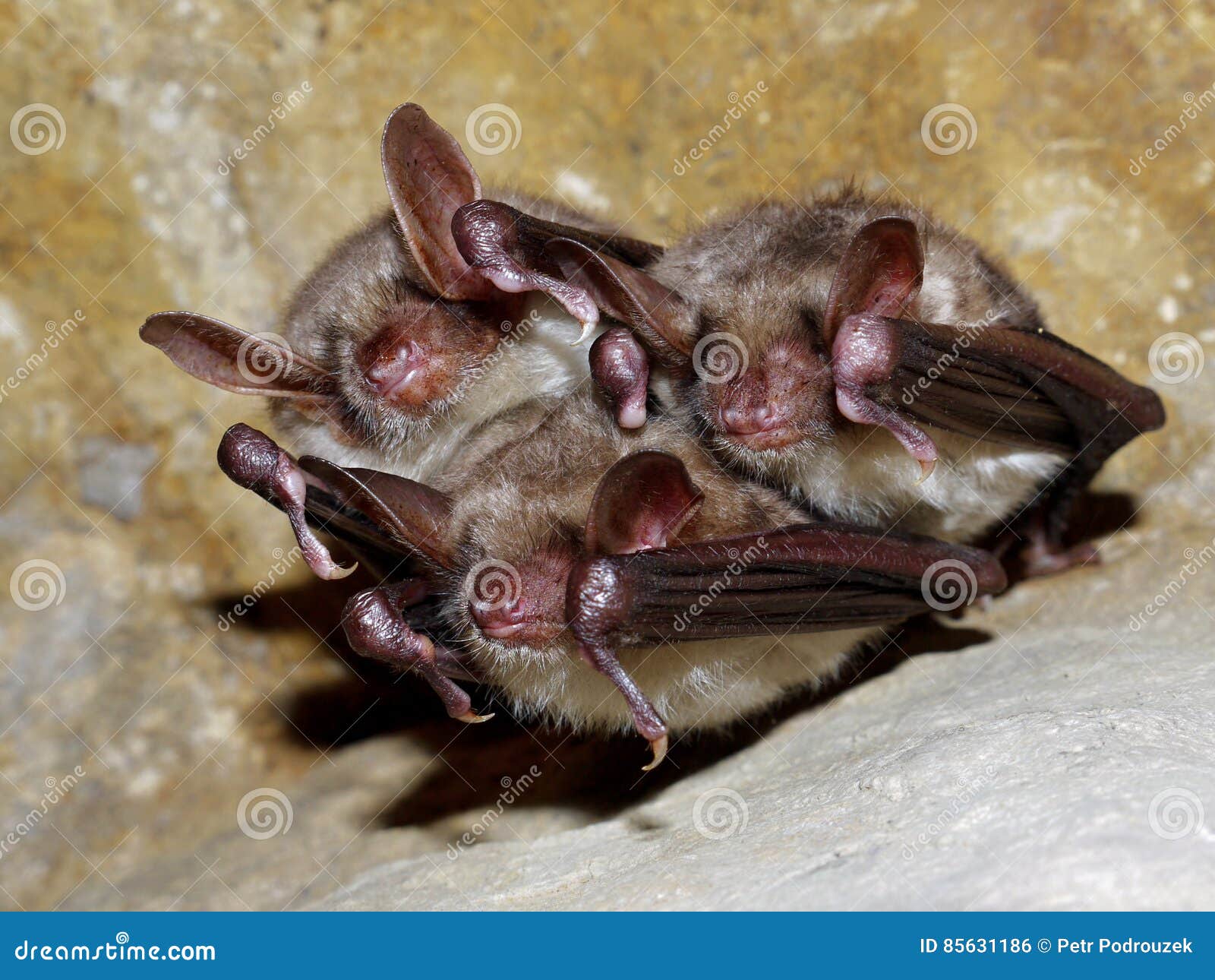 Bats sleeping in a cave stock photo. Image of animal - 85631186