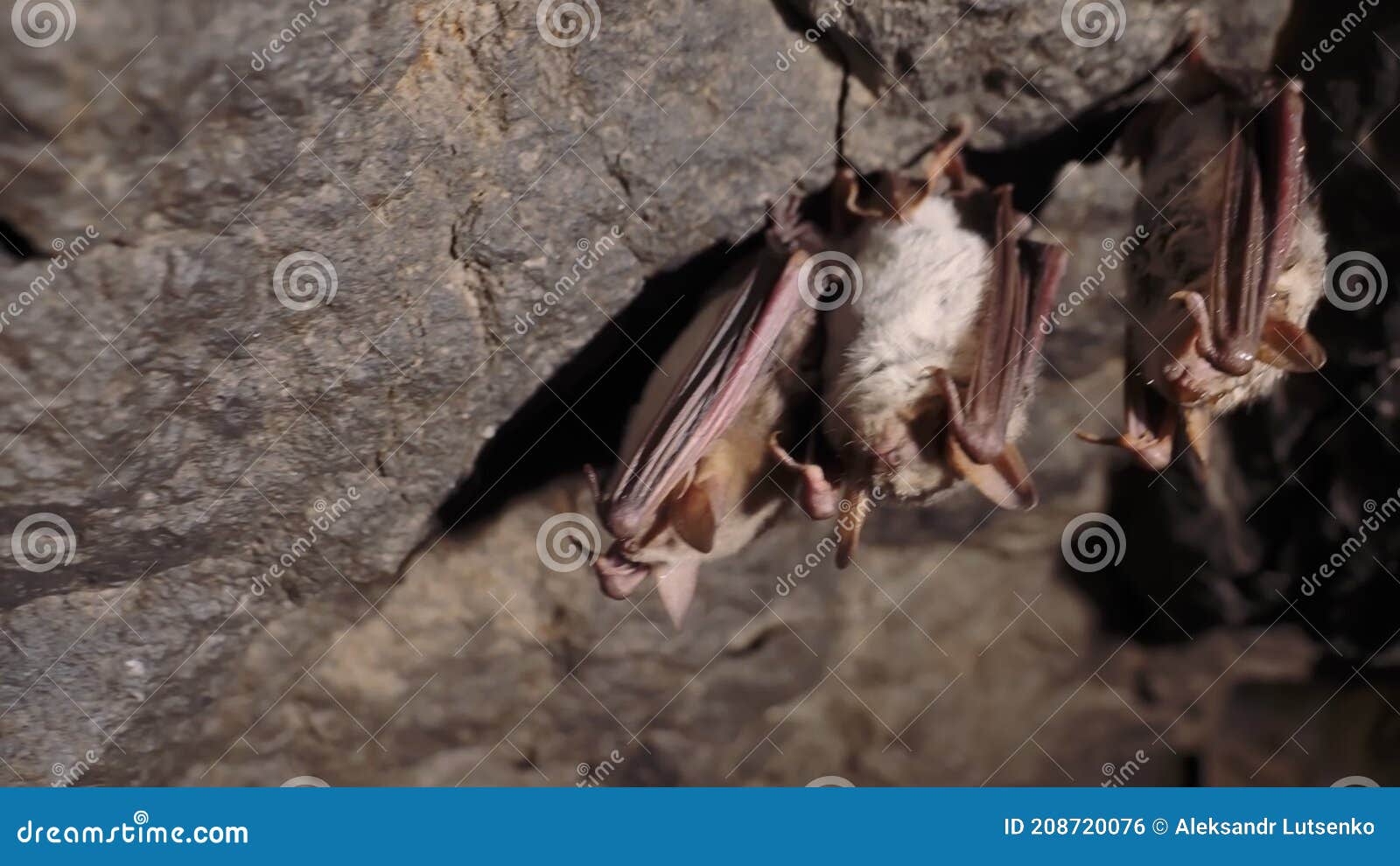 Bats Sleeping in a Cave in the Winter. the Camera is in Motion Stock ...
