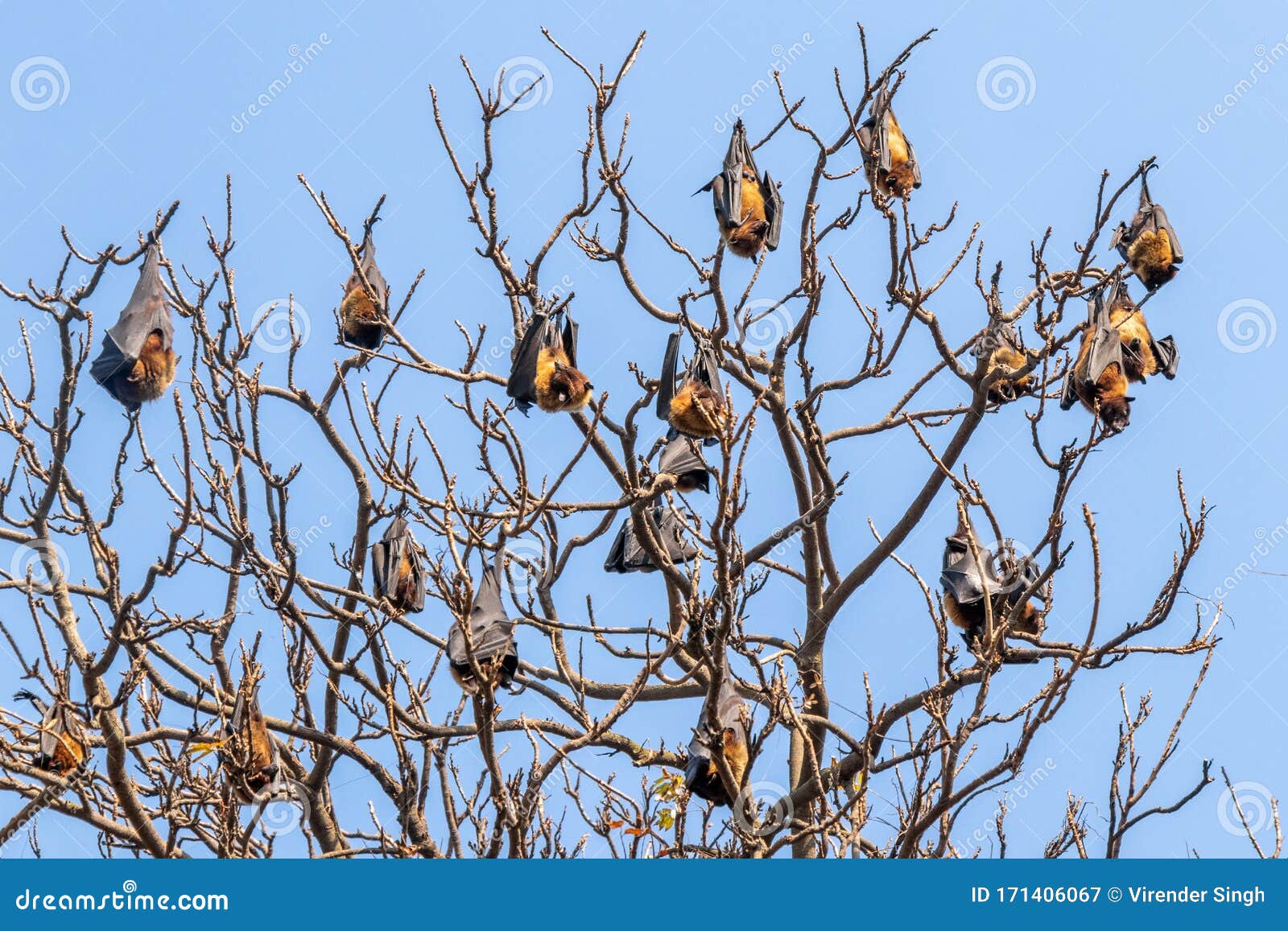 Bats Sleeping on Tree Branches on Daylight Stock Image - Image of ...