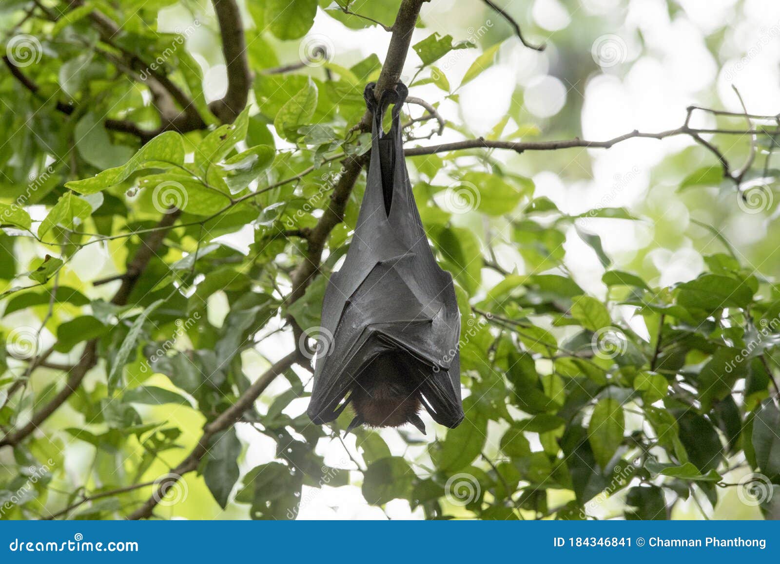 Bats are Sleeping by Turning Them Upside Down Stock Image - Image of ...