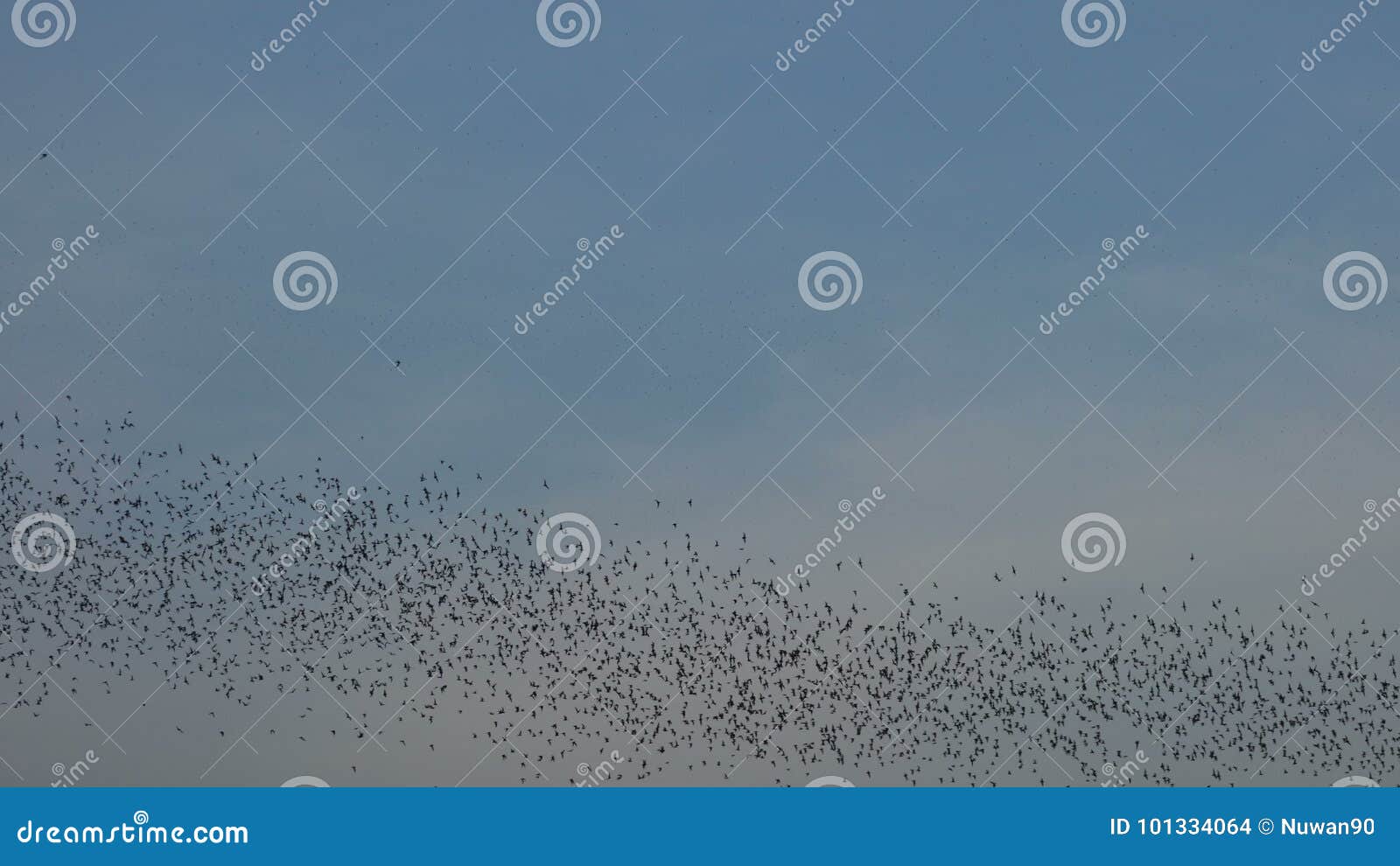 Bats Swarm Flying in the Evening Sky Stock Footage - Video of crescent ...