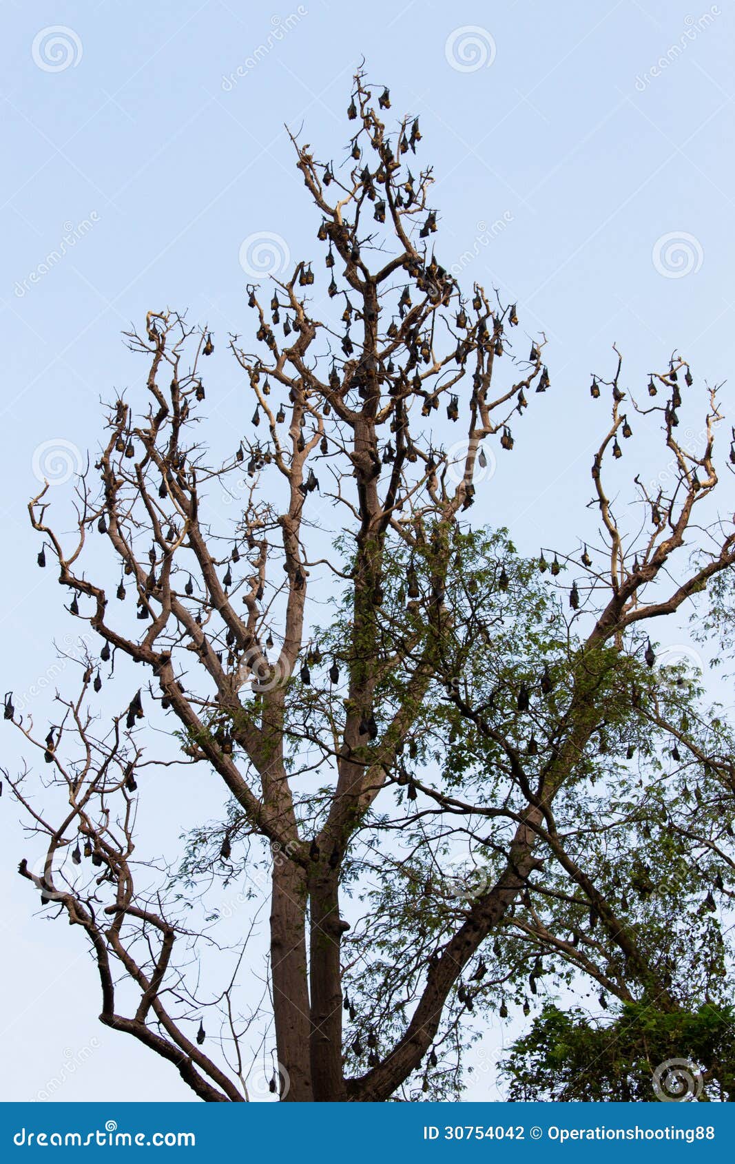 Bats on the tree stock photo. Image of australia, rodent - 30754042