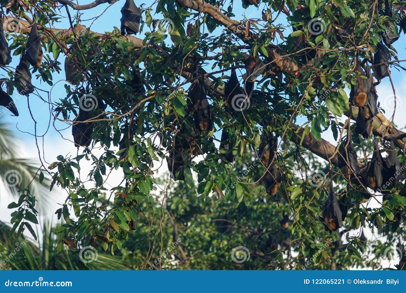 Bats on a Tree in the Jungle Stock Image - Image of poultry, bats ...