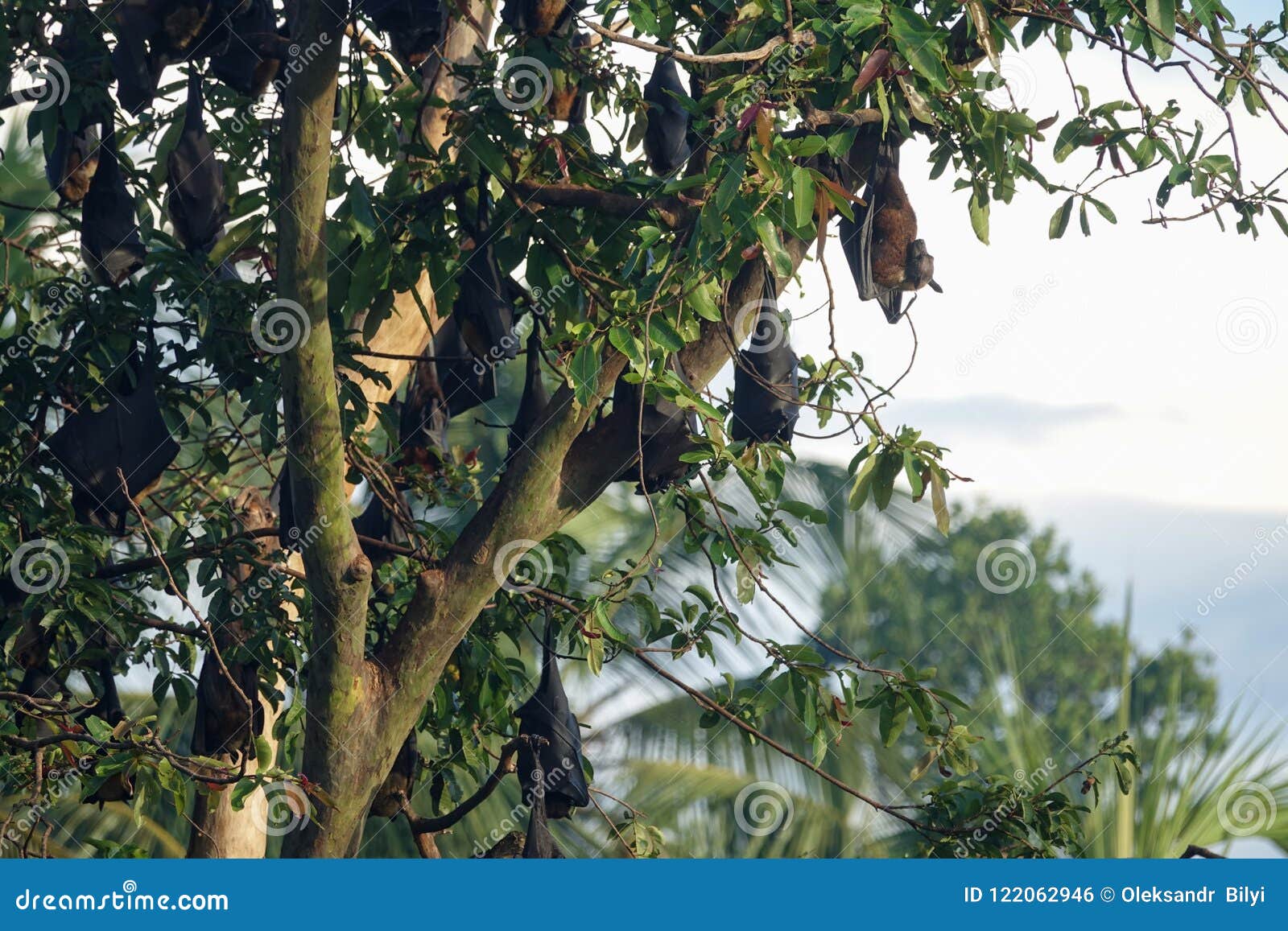 Bats on a Tree in the Jungle Stock Photo - Image of nature, park: 122062946