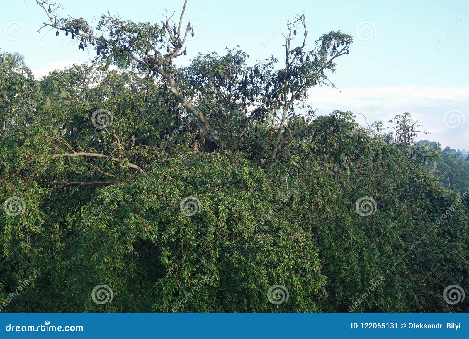 Bats on a Tree in the Jungle Stock Image - Image of park, poultry ...