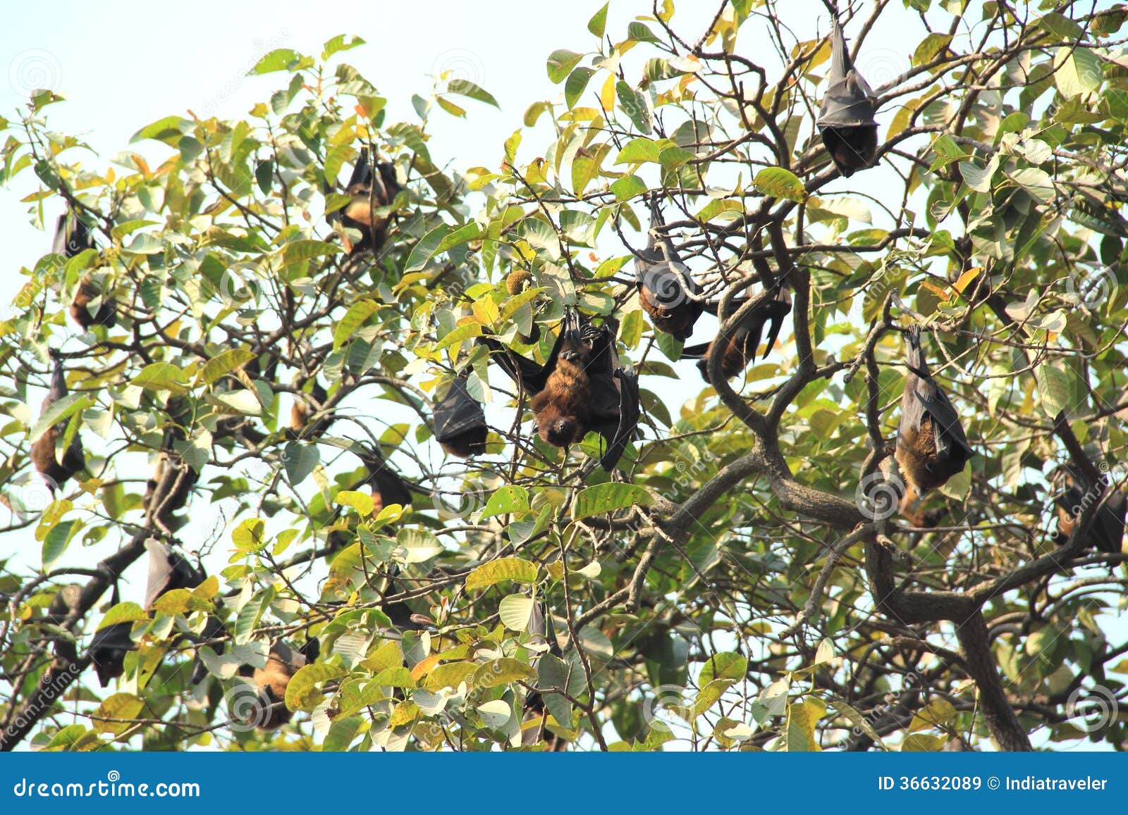 Bats on Tree. stock image. Image of lanka, asia, garden - 36632089