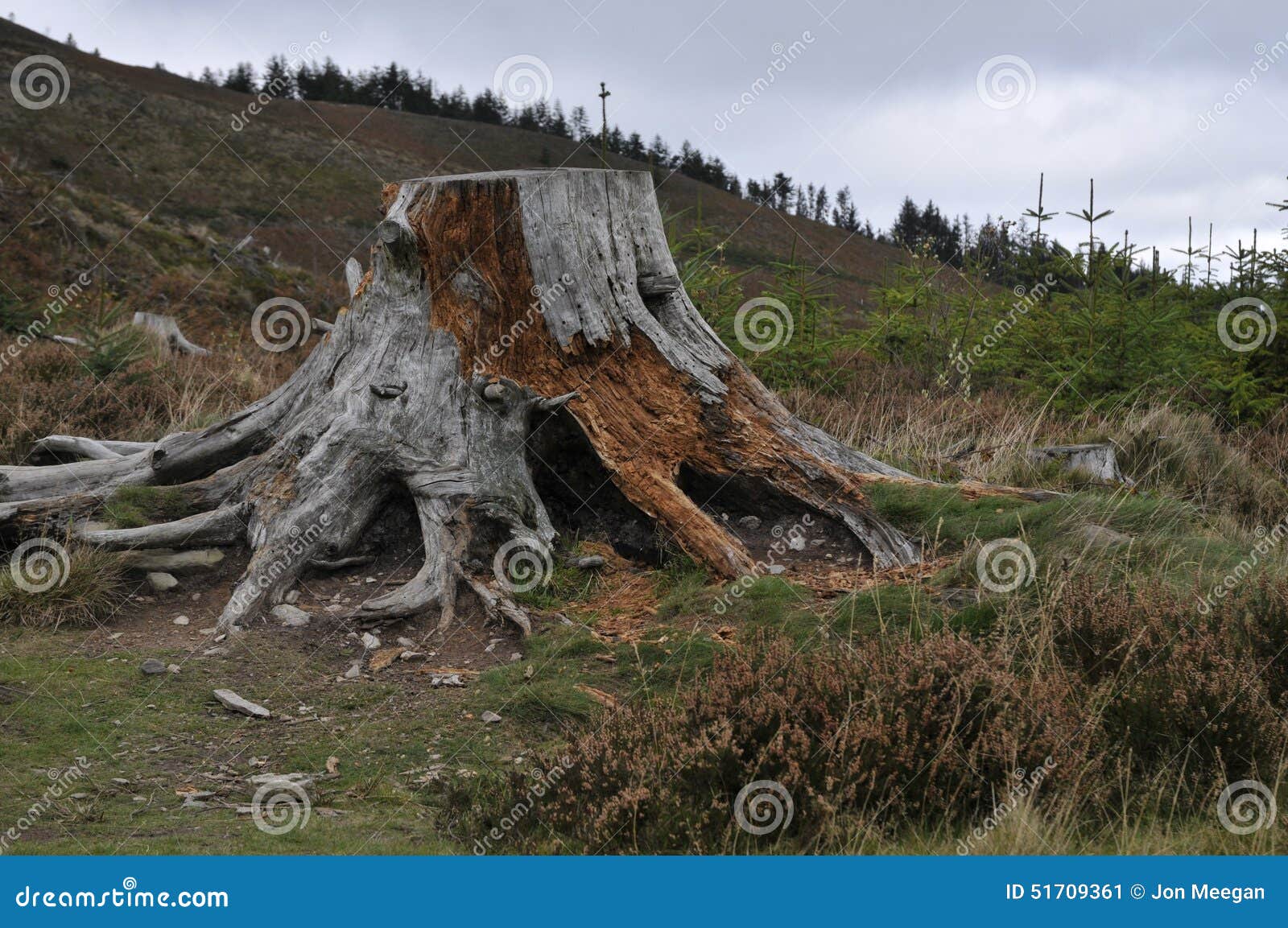 Battered old Stump stock image. Image of weathered, contrast - 51709361