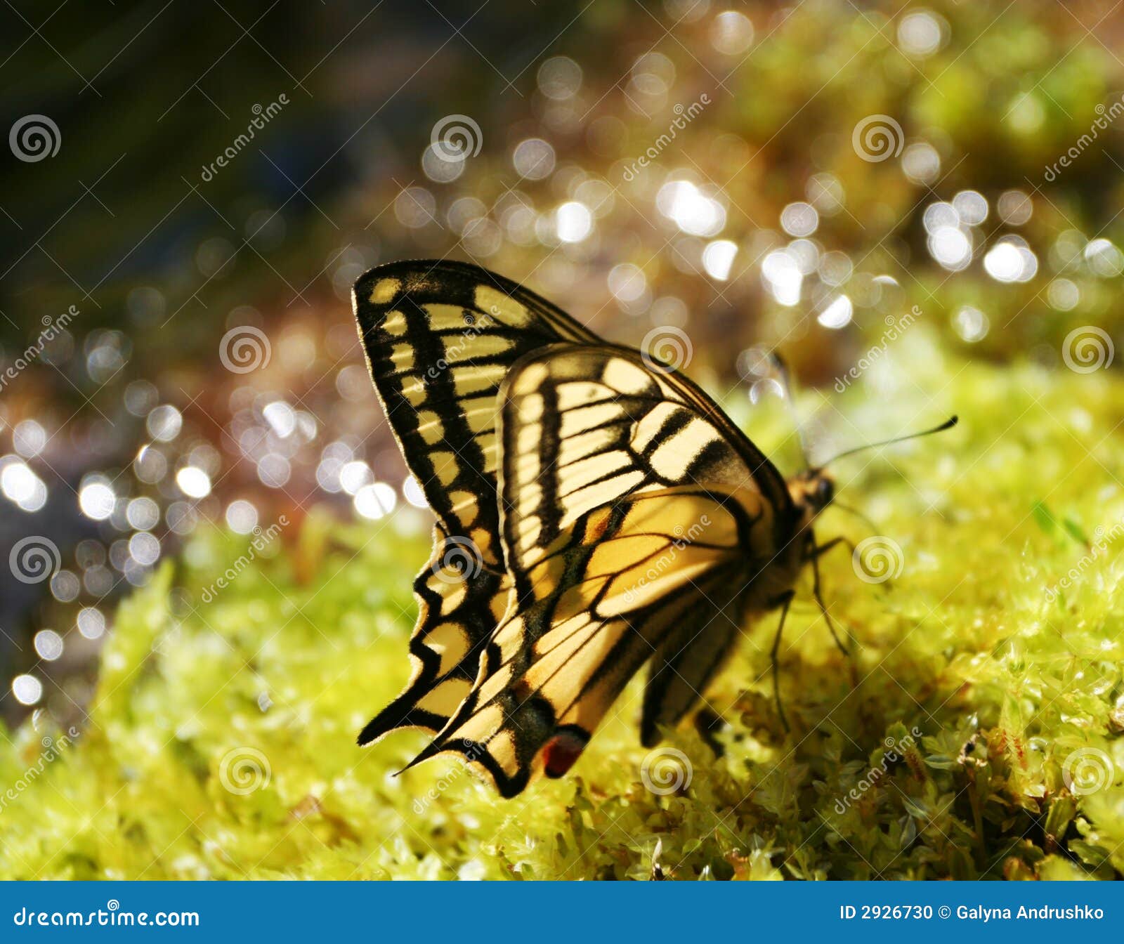 Batterflay stock photo. Image of beautiful, painting, moss - 2926730