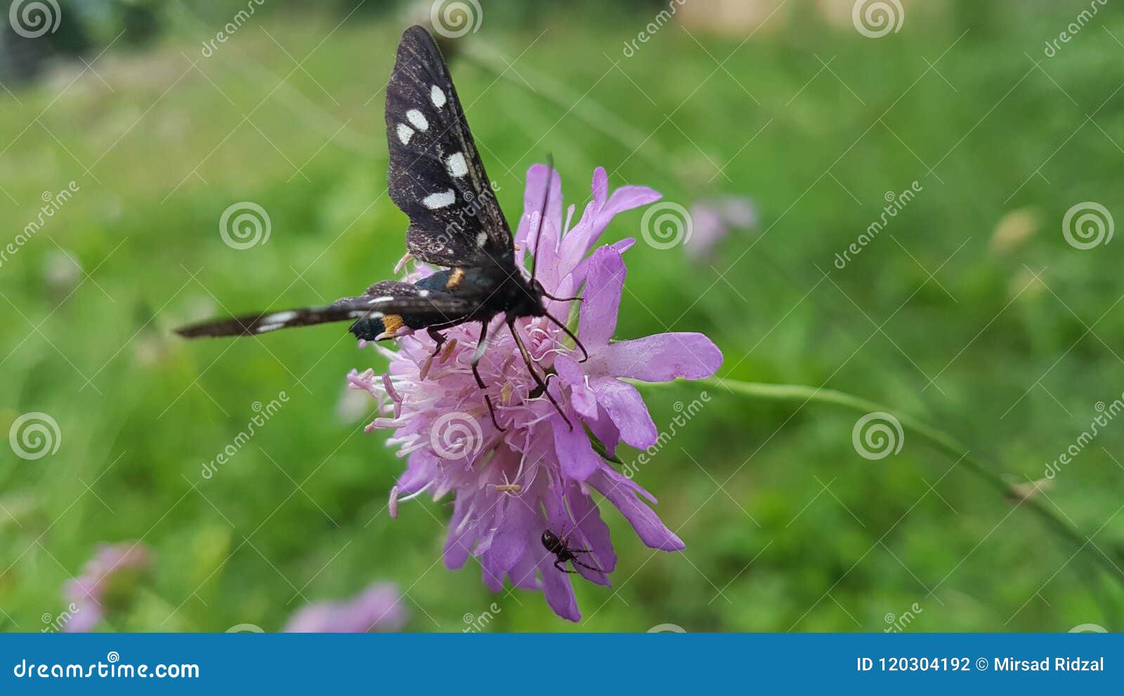 Batterflay Stock Photos - Free & Royalty-Free Stock Photos from Dreamstime