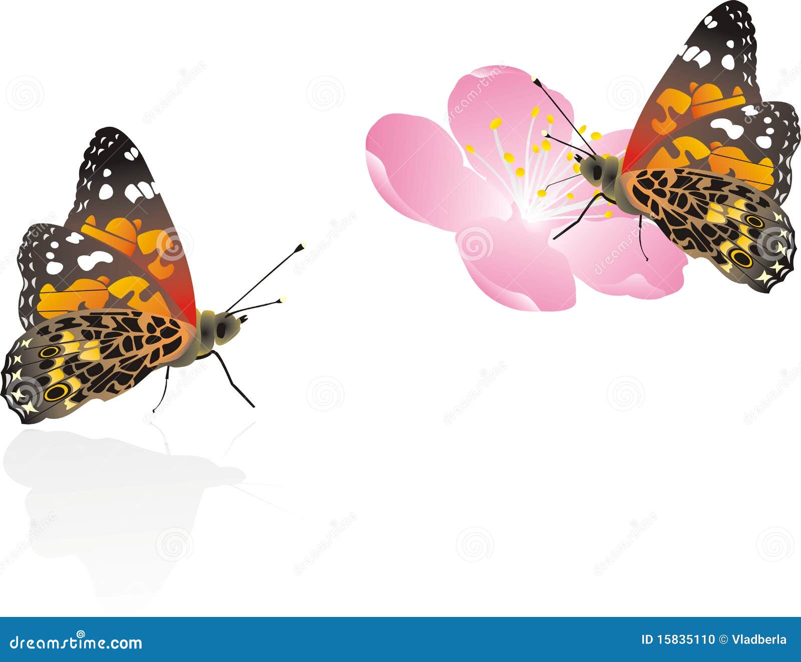 Batterfly stock vector. Illustration of season, spots - 15835110