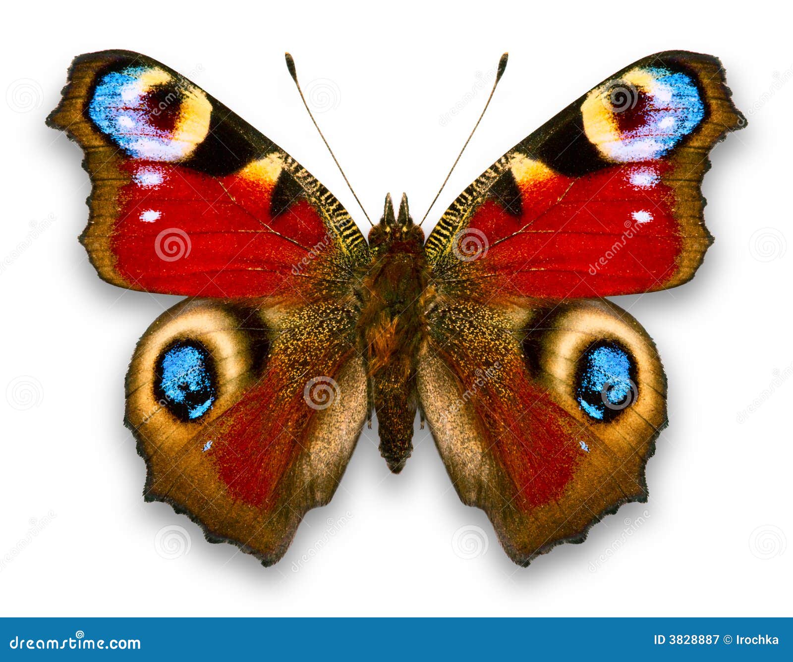 Batterfly stock image. Image of morpho, colored, beauty - 3828887