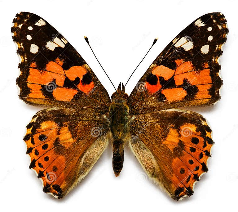 Batterfly stock photo. Image of colored, nature, bright - 3828906