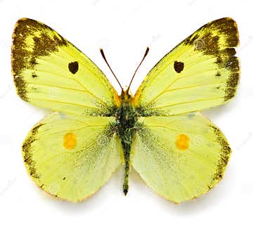 Batterfly stock photo. Image of blue, multi, beauty, freedom - 3828928